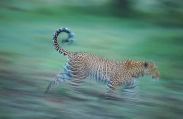Cheetah vs Leopard: The Difference Between Their Speed & More
