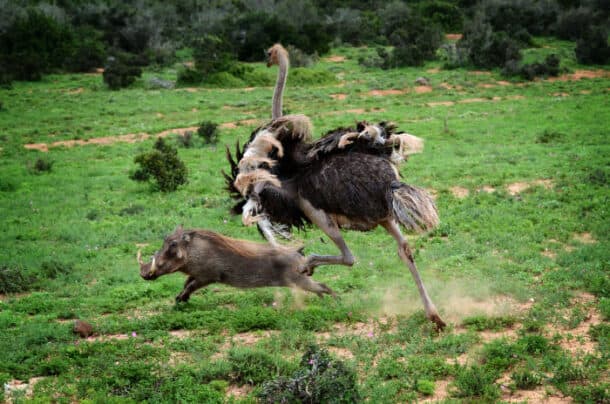 Can An Ostrich Kill a Lion? Ostrich vs Lion Fight Evidence (& More)