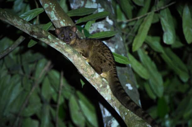 African Civet Facts: Find Out More About This Secretive Species