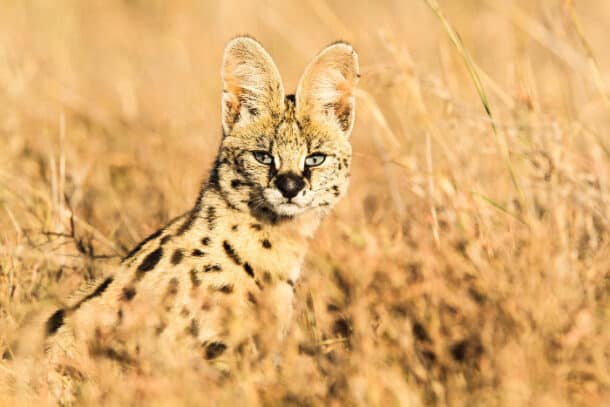 Serval Cat - Speed, Habitat & Diet of Africa’s Wildest Cat