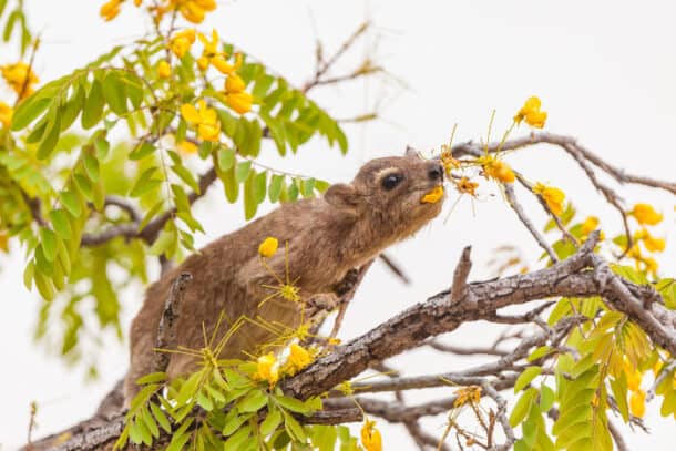 Hyrax: 18 Amazing Facts About This Coney Animal