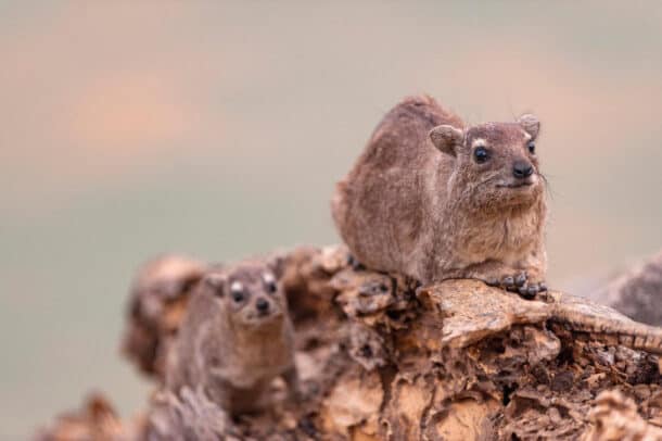 Hyrax: 18 Amazing Facts About This Coney Animal