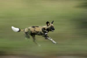 Top 20 Fastest Animals in Africa - Which Animal is Faster on Land?