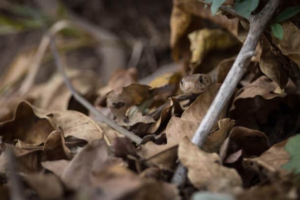 Venomous African Snakes List - 10 Most Dangerous Species