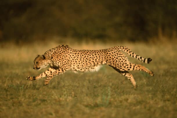 How Fast Does a Cheetah Run? The Science of a Cheetah's Speed