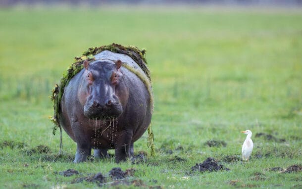 Hippo Teeth: Everything You Need to Know (Size, Cleaning & More)