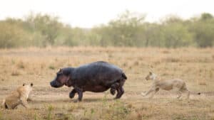 Top 10 Fastest Animals in Africa - Which Animal is Faster on Land?