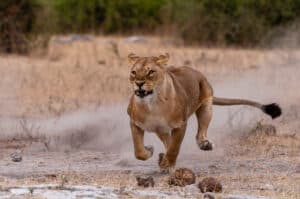 Top 10 Fastest Animals in Africa - Which Animal is Faster on Land?