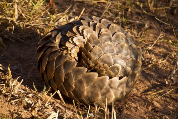 Top 12 Weird Animals in Africa - Mind-Blowing & Bizarre