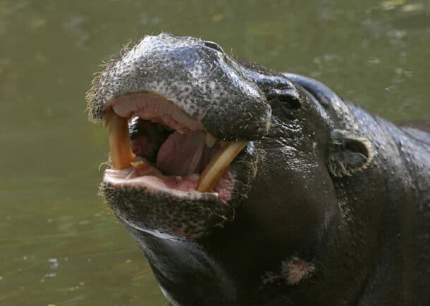 Hippo Teeth: Everything You Need to Know (Size, Cleaning & More)