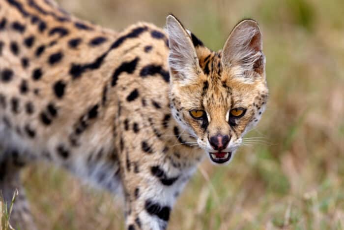 Serval Cat - Speed, Habitat & Diet of Africa’s Wildest Cat