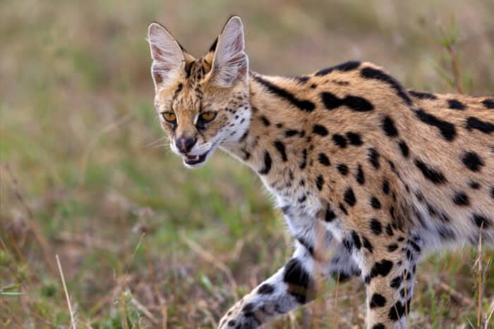 Serval Cat - Speed, Habitat & Diet of Africa’s Wildest Cat