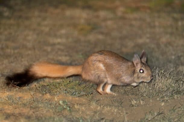 Top 12 Weird Animals in Africa - Mind-Blowing & Bizarre