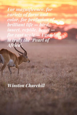 77 Famous Safari Quotes That Will Inspire You to Travel Africa