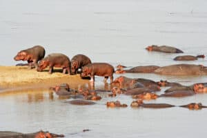 How Fast Can a Hippo Run? Top Running Speed on Land & in Water