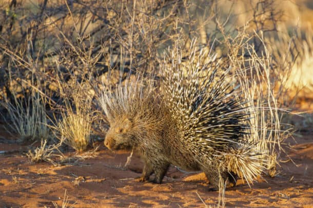 13 Porcupine Facts - Learn About This Smart, Nocturnal Animal