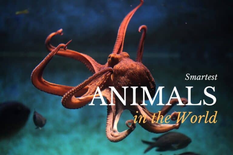 Top 25 Smartest Animals in the World