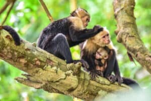 How Long Do Monkeys Live? Lifespan in the Wild vs Captivity, etc.