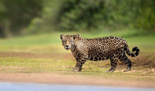Cheetah vs Jaguar: What's the Difference Between Them?