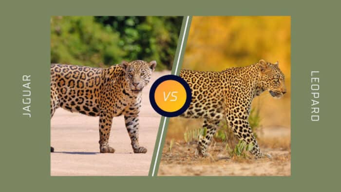 Jaguar vs Leopard - Top 15 Differences: Spots, Speed & More