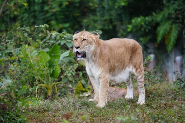 Can Tigers and Lions Mate? Big Cat Hybrids Explained