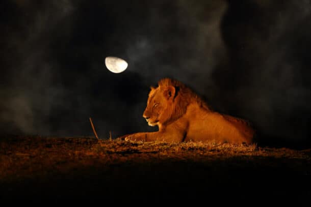 African Safari Sounds - Animal Noises of the Bush and Savanna