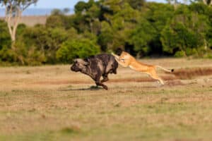 What is the Bite Force of a Lion? All You Need to Know