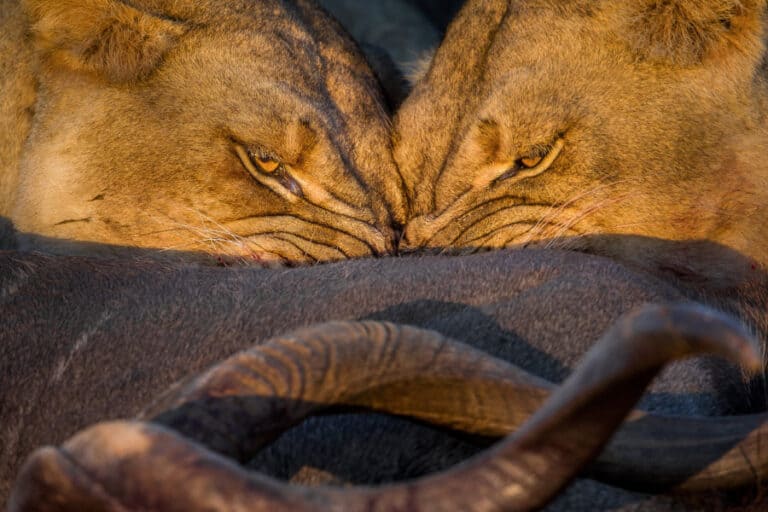 What is the Bite Force of a Lion? All You Need to Know