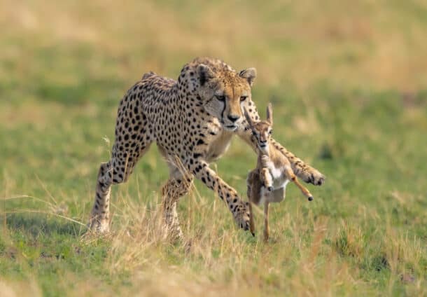 Cheetah vs Leopard: The Difference Between Their Speed & More