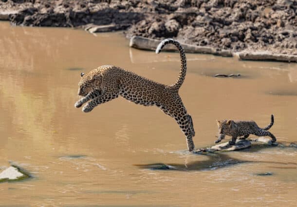 Cheetah vs Leopard: The Difference Between Their Speed & More