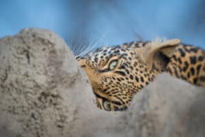 10 Interesting Facts About Leopard Eyes