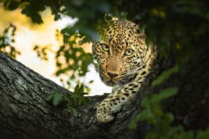 10 Interesting Facts About Leopard Eyes