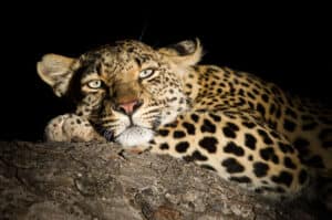 10 Interesting Facts About Leopard Eyes
