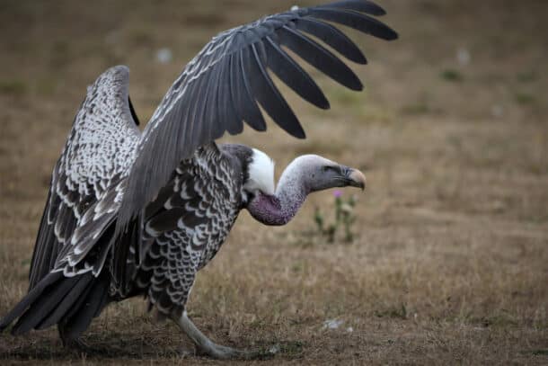 African Vultures - Discover All 11 Vulture Species in Africa