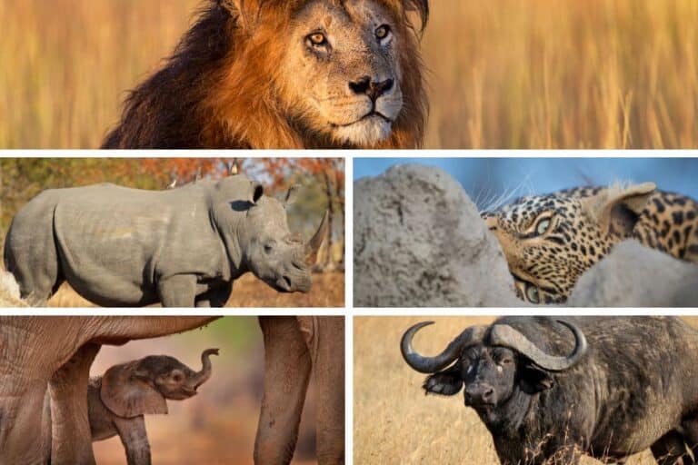 Why Are They Called the Big 5 Animals & Other FAQs
