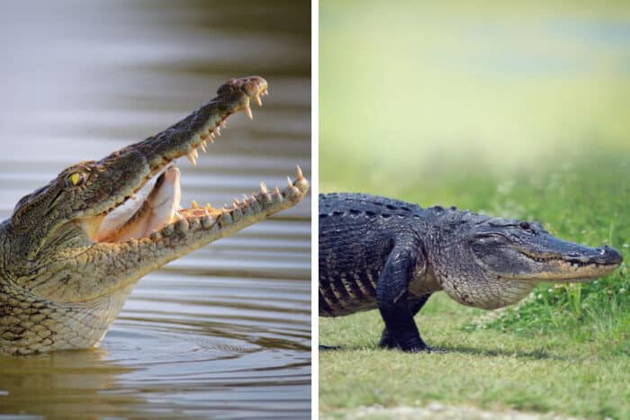 How Fast Can a Crocodile Run? Faster Than Most People!