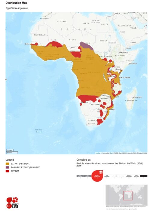 African Vultures - Discover All 11 Vulture Species in Africa