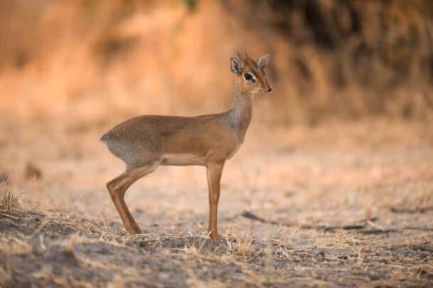 Antelope vs Deer: Features, Speed & Size Comparison