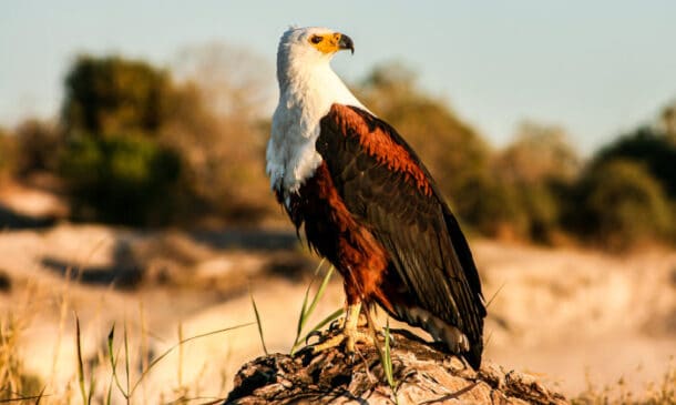 Top 9 African Eagles - Eagle Species in South Africa, Etc.