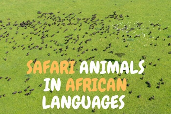 African Click Languages: The Khoisan’s Secret Tales