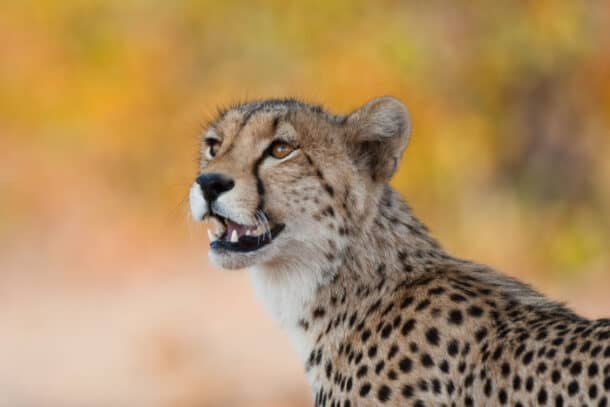 Top 7 Best Places to See Cheetahs in Africa