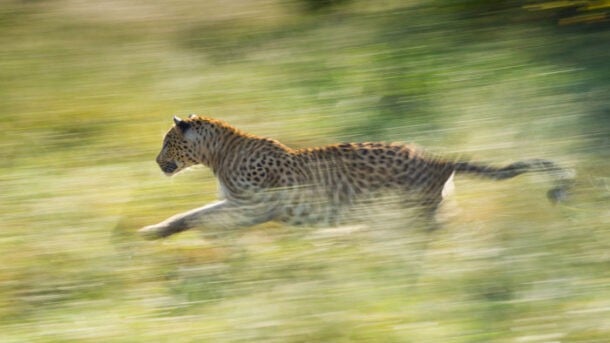 Top 20 Fastest Animals in Africa - Which Animal is Faster on Land?