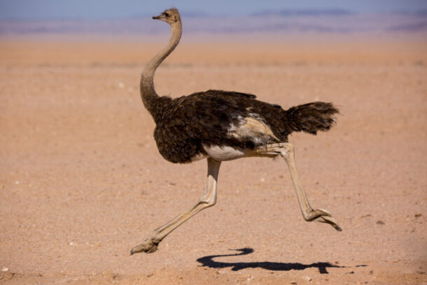 Top 20 Fastest Animals in Africa - Which Animal is Faster on Land?