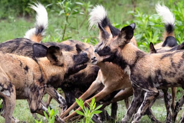 African Wild Dog vs Hyena: Comparing These Social Species