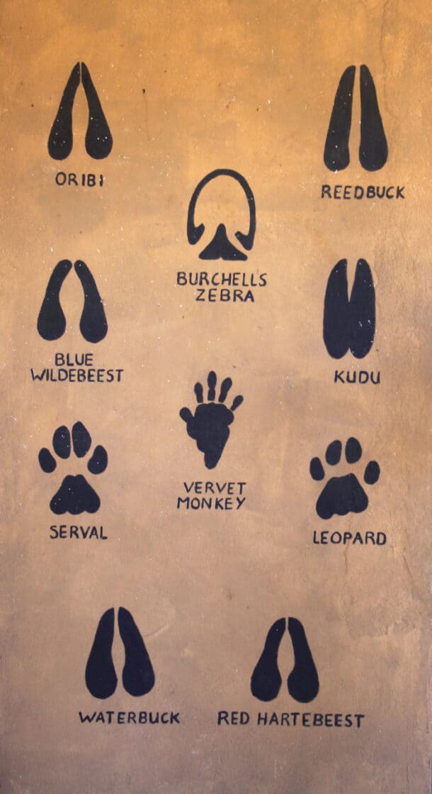 Animal Tracks: How to Identify African Animals & Track Spoor Like a Pro
