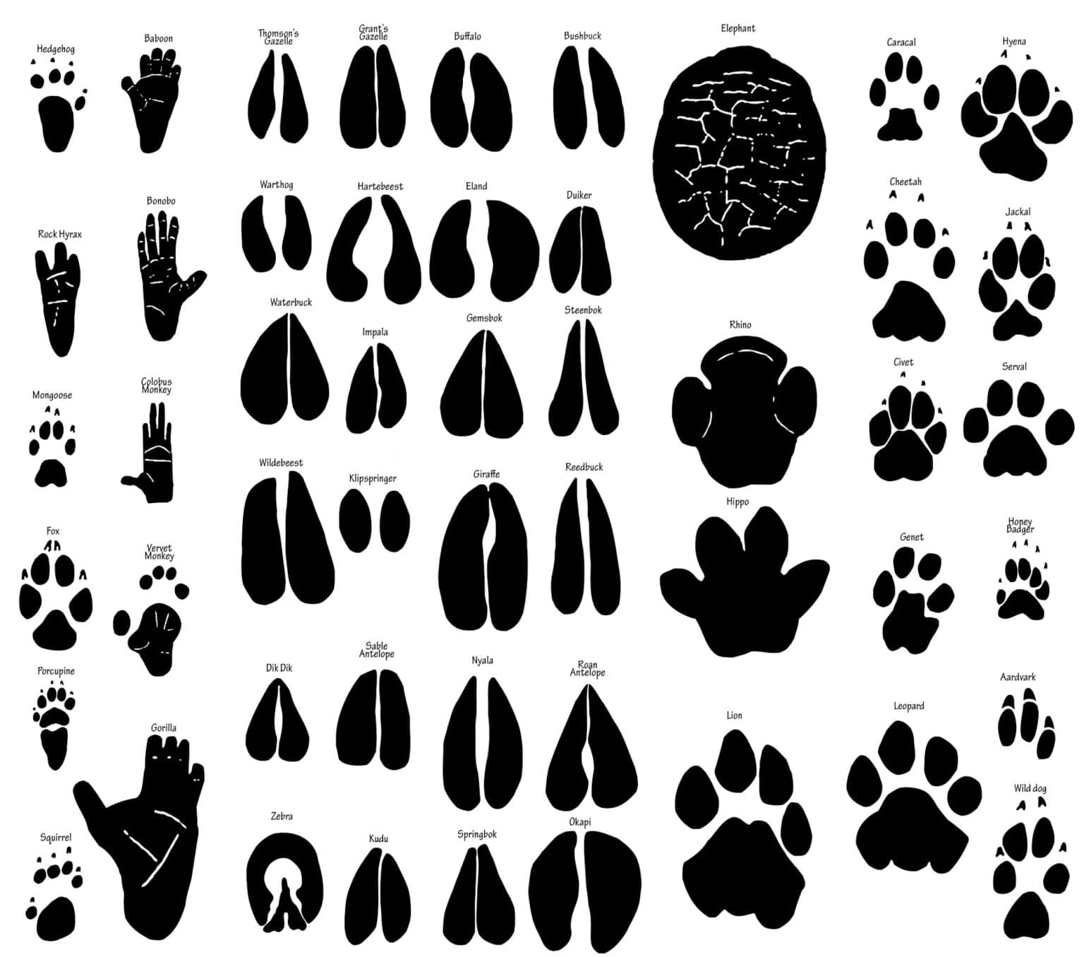 Animal Tracks: How to Identify African Animals & Track Spoor Like a Pro