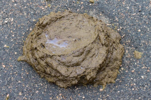 Animal Tracks: How to Identify African Animals & Track Spoor Like a Pro