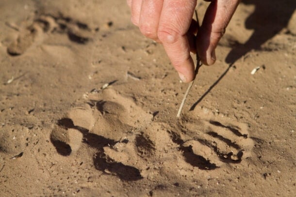 Animal Tracks: How to Identify African Animals & Track Spoor Like a Pro