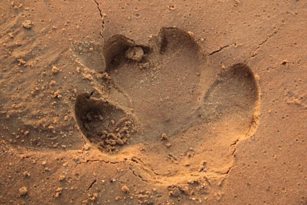 Animal Tracks: How to Identify African Animals & Track Spoor Like a Pro