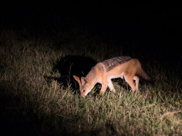 Animal Tracks: How to Identify African Animals & Track Spoor Like a Pro